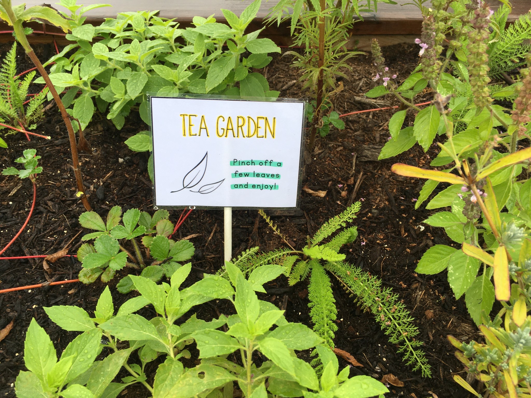 Canadian Horticultural Therapy Association | Le bonheur est dans le jardin